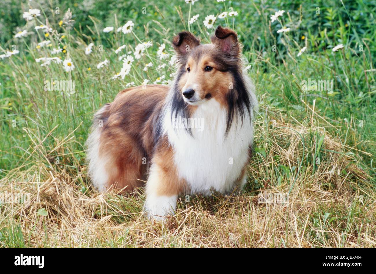Furry sheltie hi-res stock photography and images - Alamy