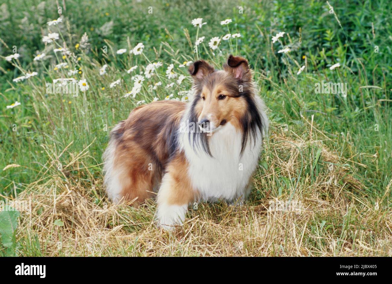 Sheltie in grass Stock Photo - Alamy