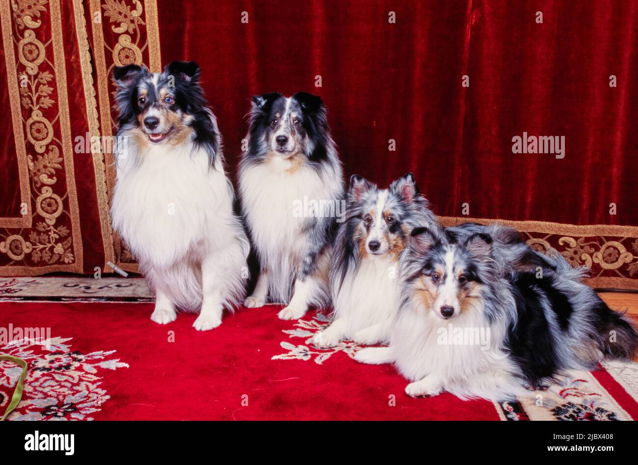 Dog red carpet hi-res stock photography and images - Alamy