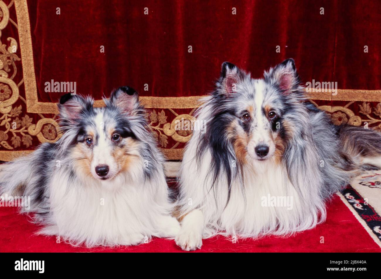 Dog red carpet hi-res stock photography and images - Alamy