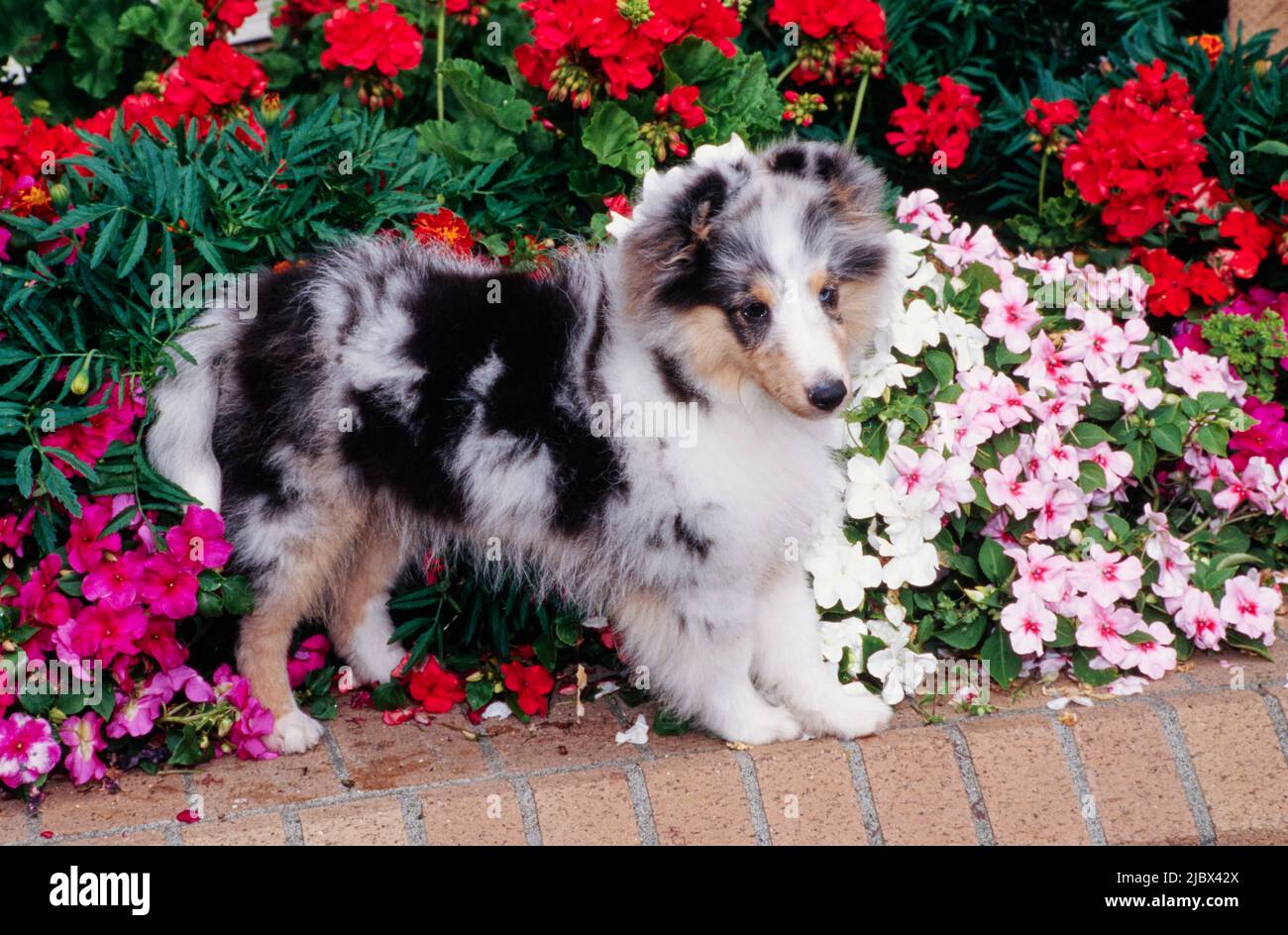 Domestic cattle with flowers hi-res stock photography and images - Alamy