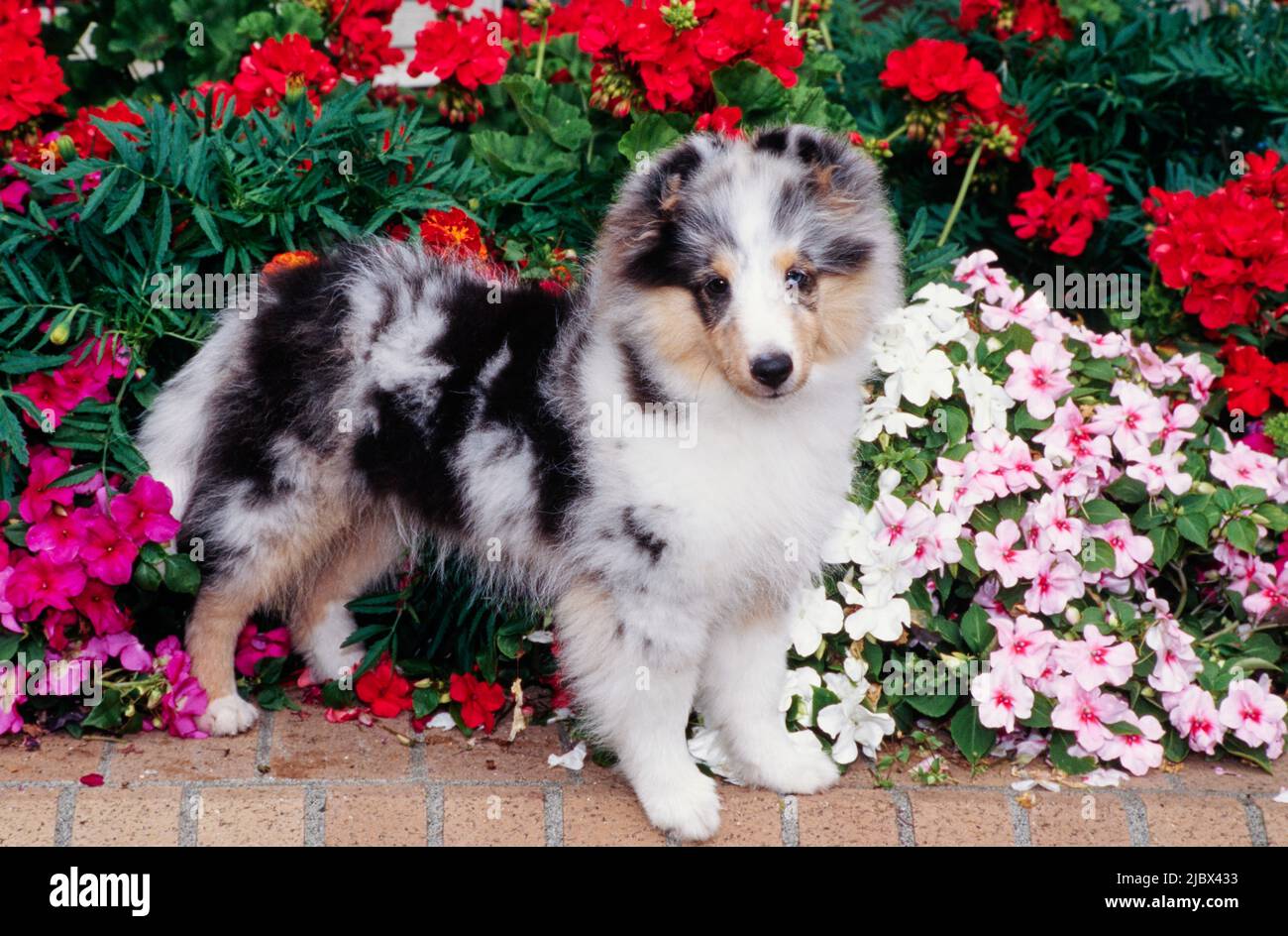 Companion flowers hi-res stock photography and images - Alamy