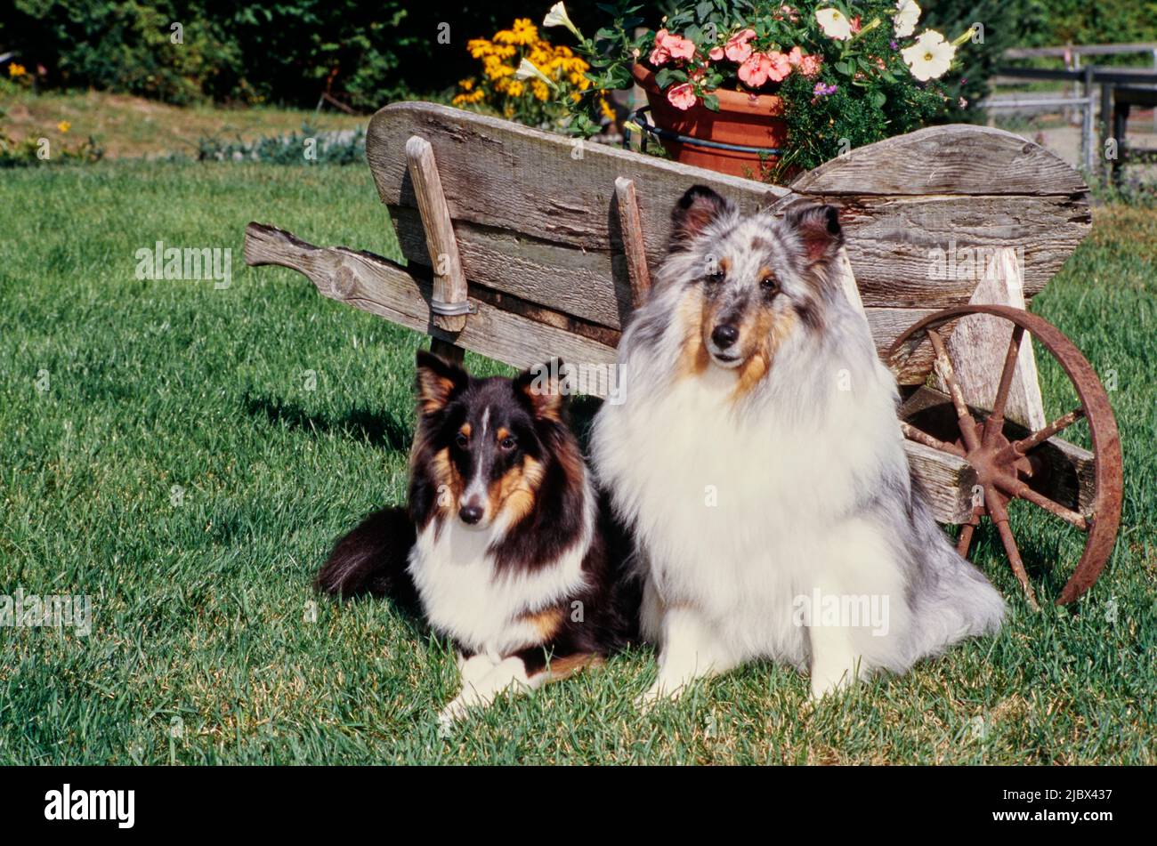 Two shelties in front of a wheelbarrow Stock Photo - Alamy