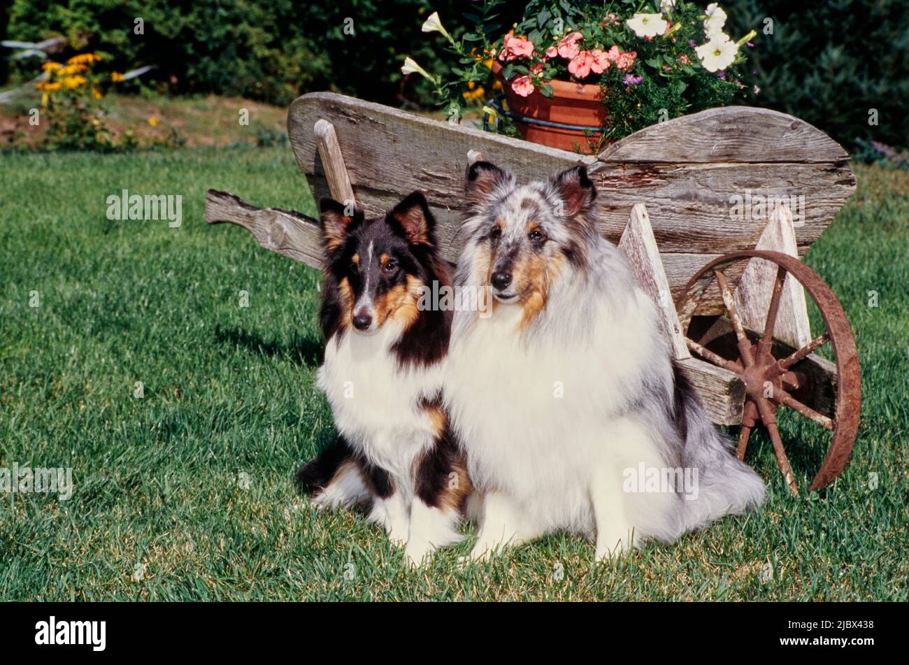 Two shelties in front of a wheelbarrow Stock Photo - Alamy