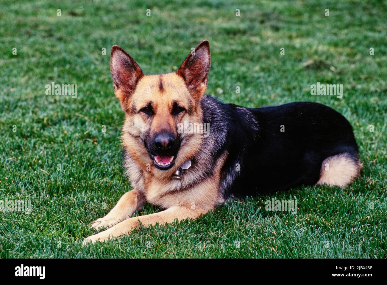 German shepherd in grass Stock Photo - Alamy
