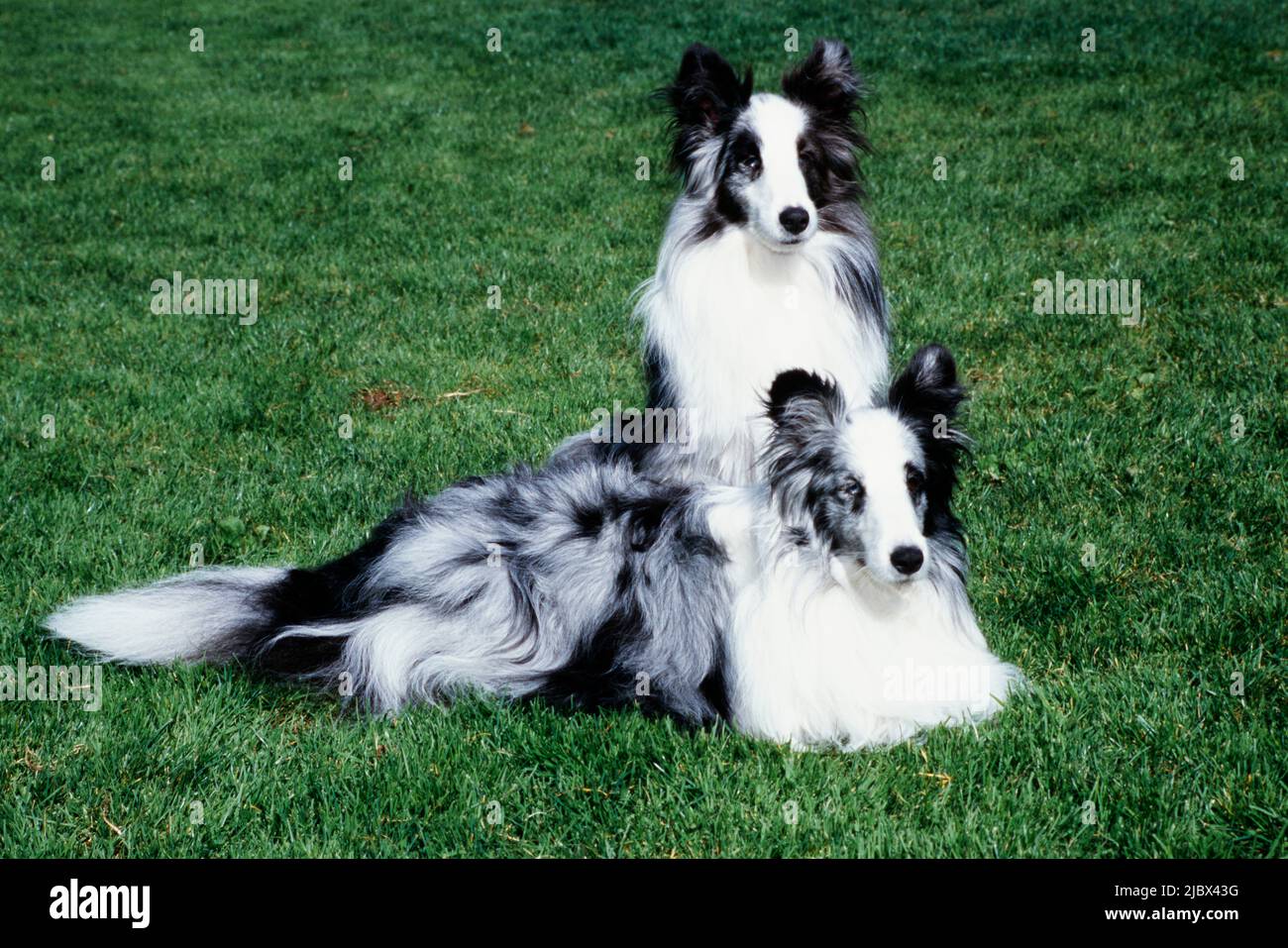 Purebreed shetland hi-res stock photography and images - Alamy