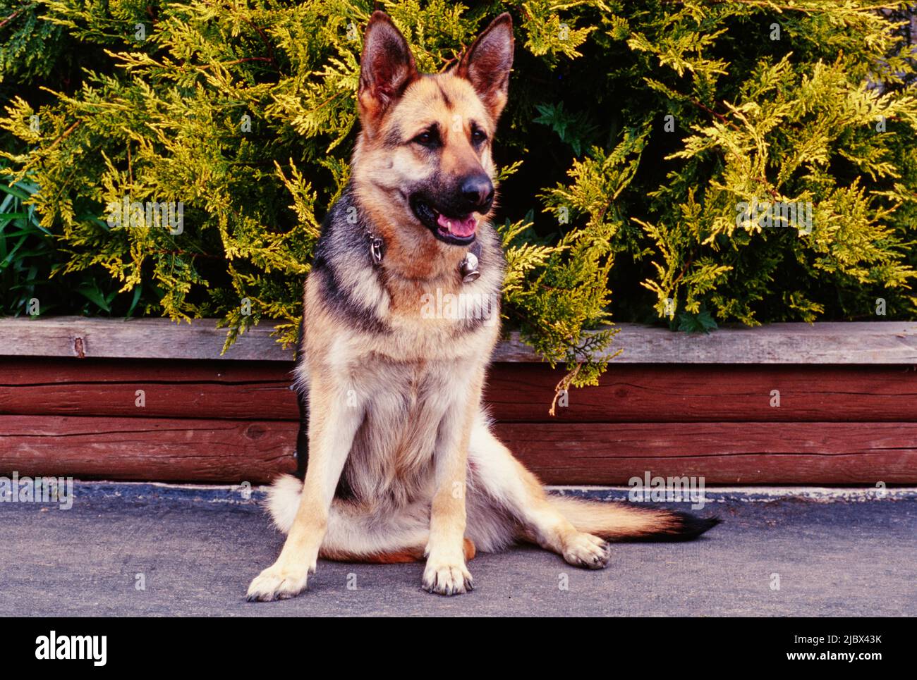 A German Shepherd in front of landscaping Stock Photo - Alamy