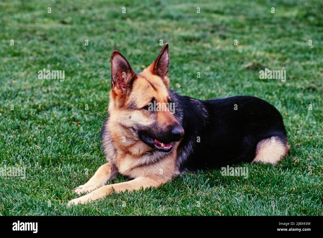 German shepherd in grass Stock Photo - Alamy
