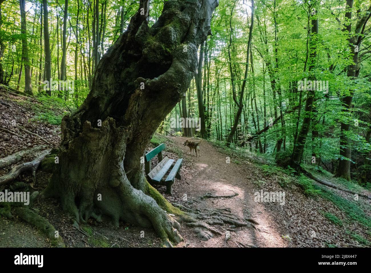 Rheinsteig hiking trail landscape in the Rhein Westerwald Nature Park ...