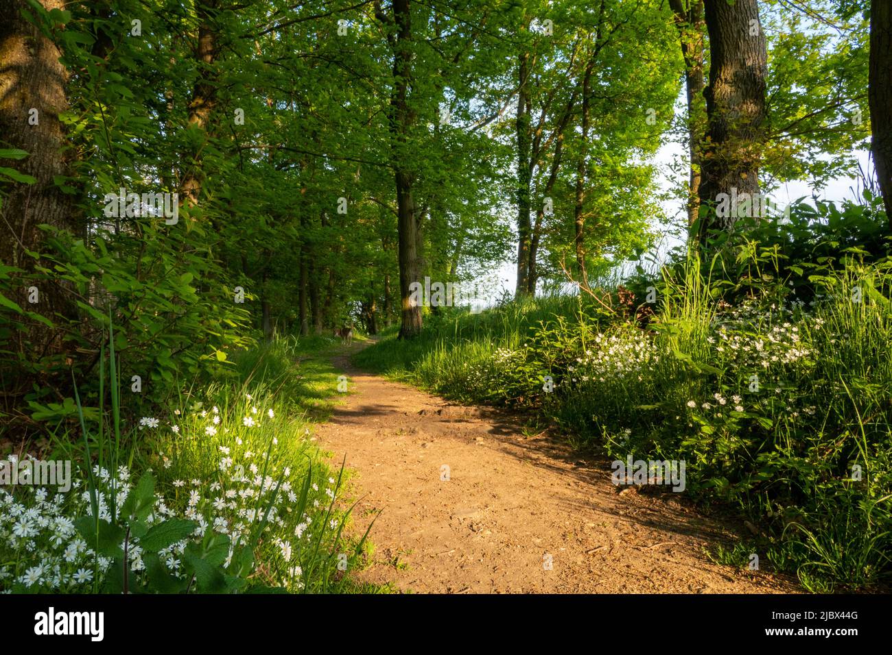 Nature forest landscape in blooming spring Stock Photo - Alamy