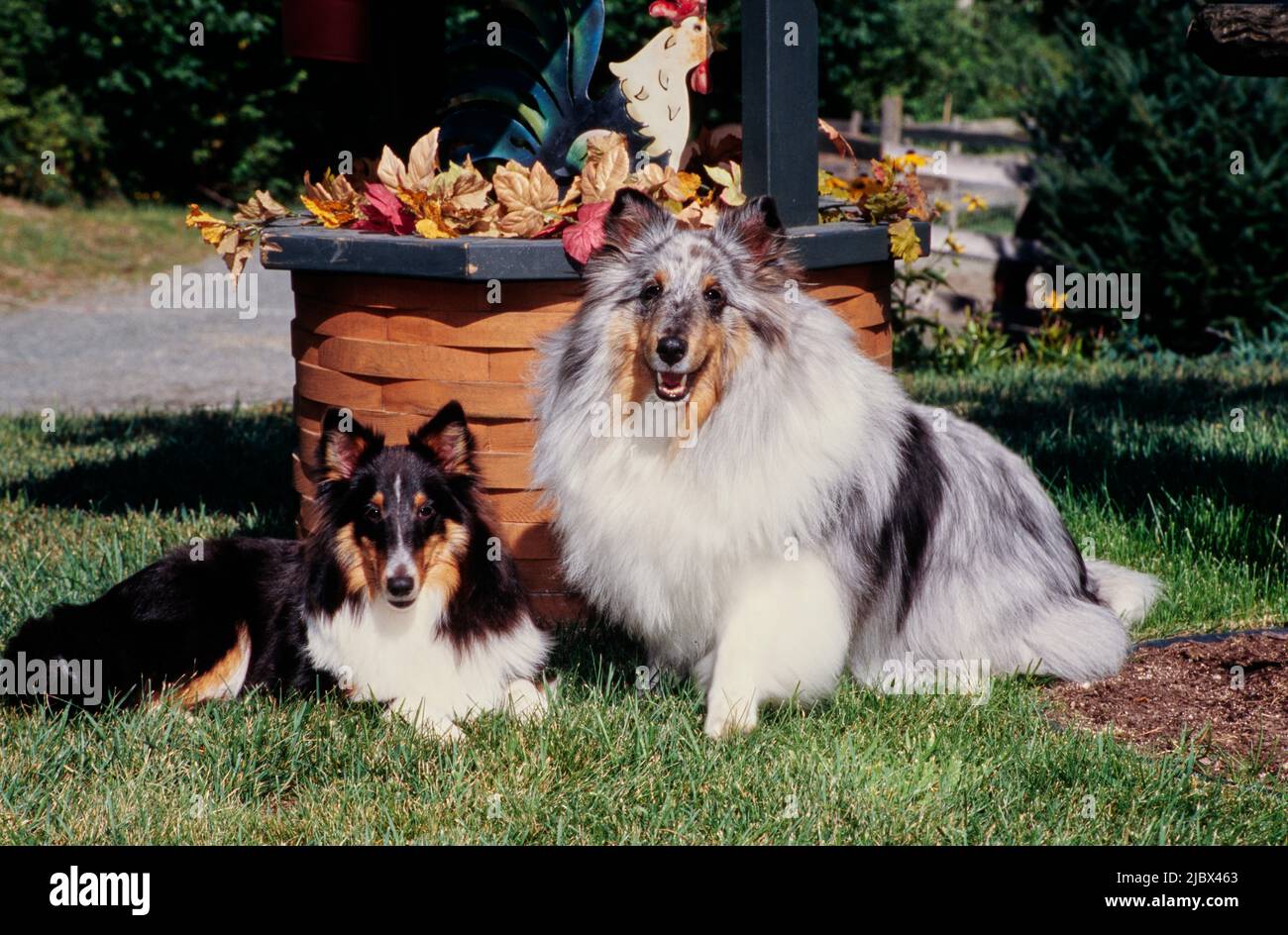 Two shelties on grass Stock Photo - Alamy