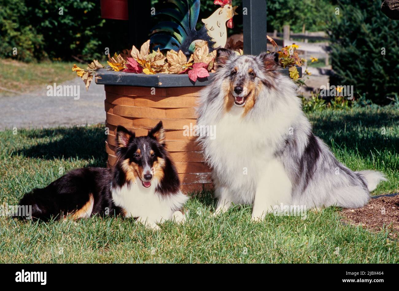 Shelties hi-res stock photography and images - Alamy