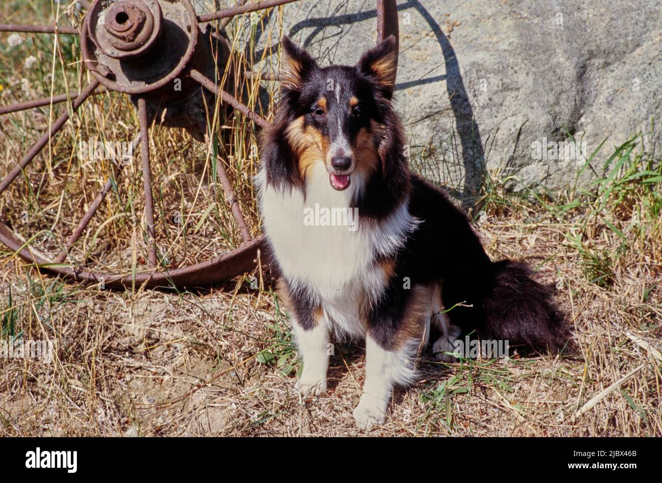 Purebreed shetland hi-res stock photography and images - Alamy
