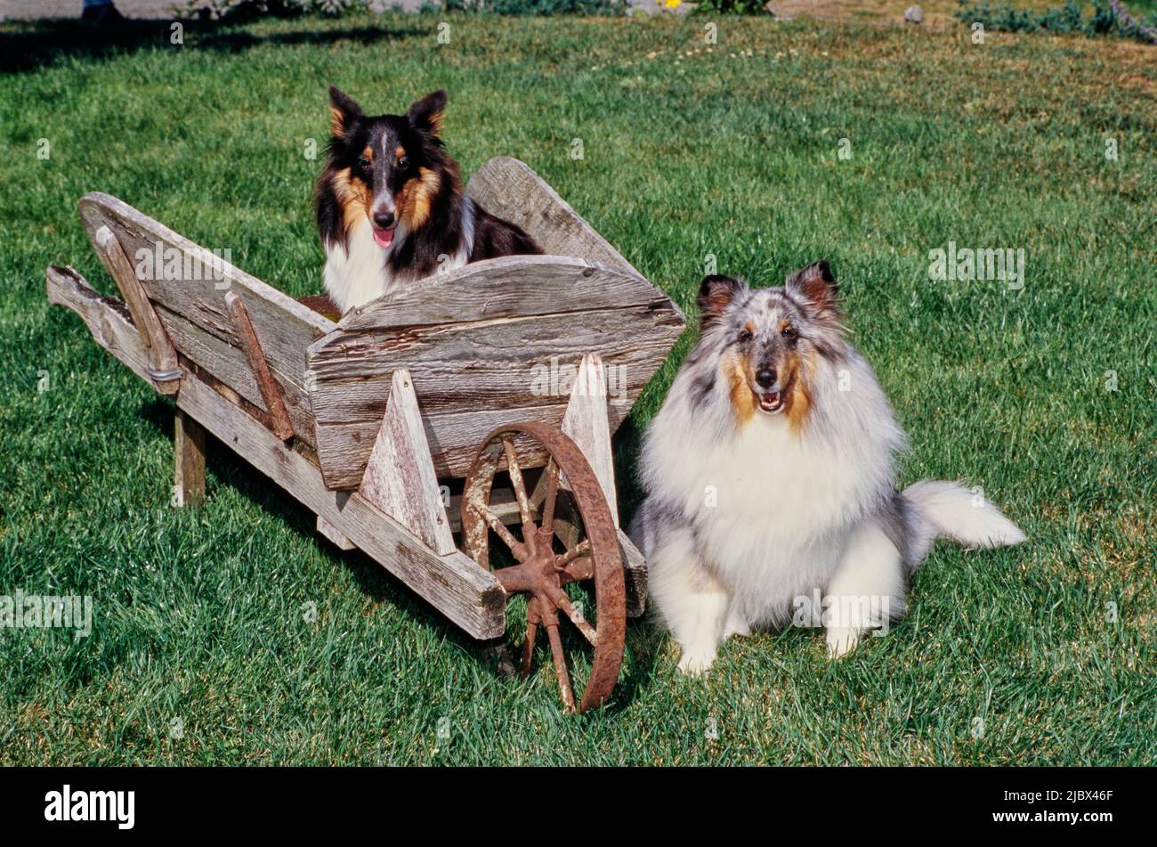 Two shelties and a wheelbarrow Stock Photo - Alamy