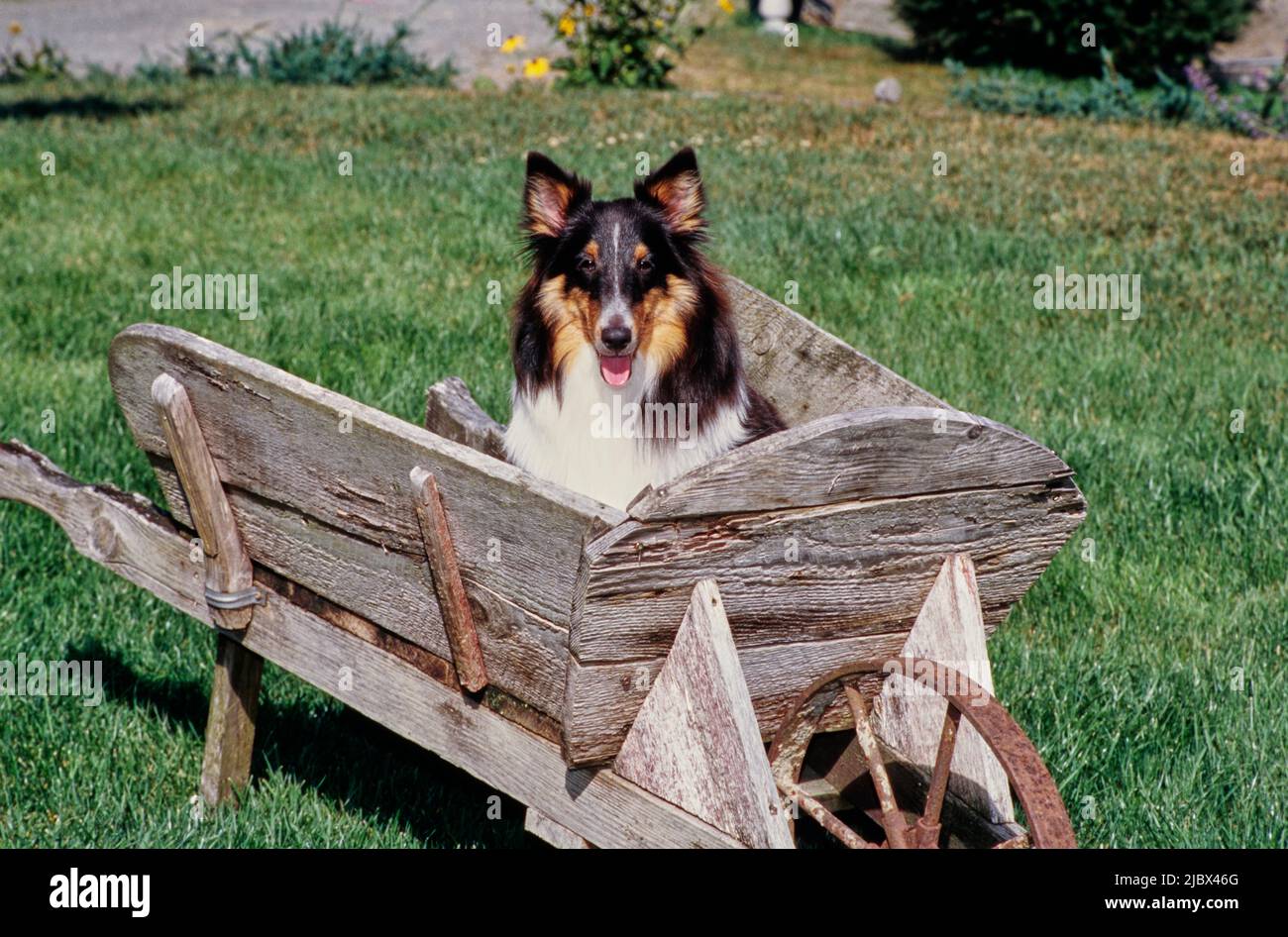 A sheltie in a wheelbarrow Stock Photo - Alamy