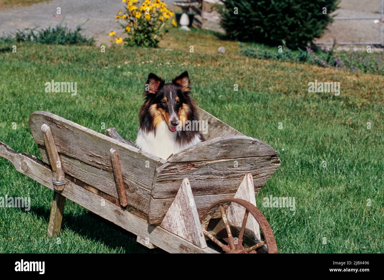 A sheltie in a wheelbarrow Stock Photo - Alamy