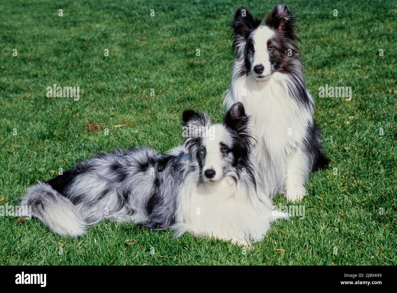 Two shelties in grass Stock Photo - Alamy