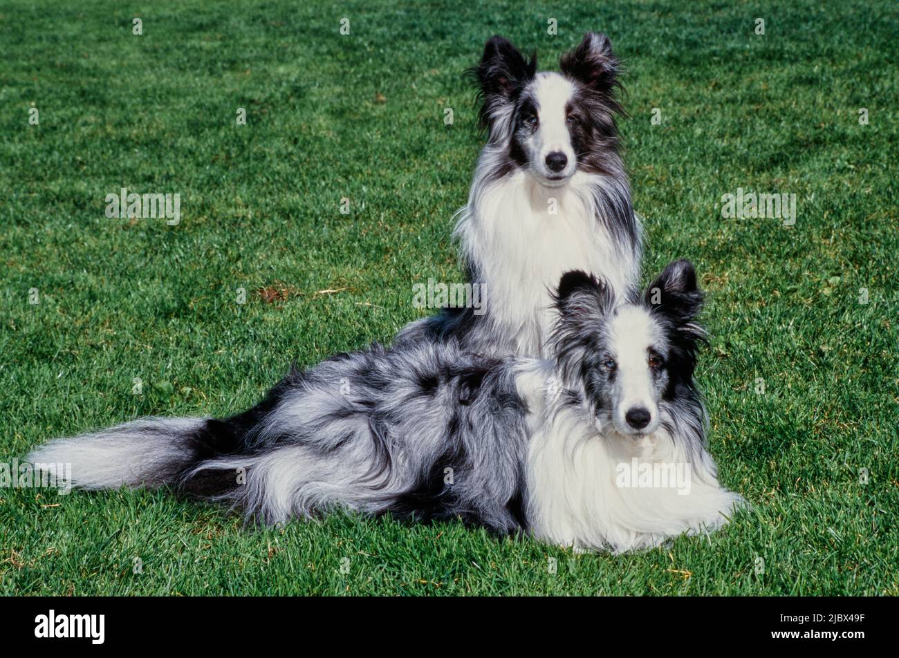 Shelties hi-res stock photography and images - Alamy