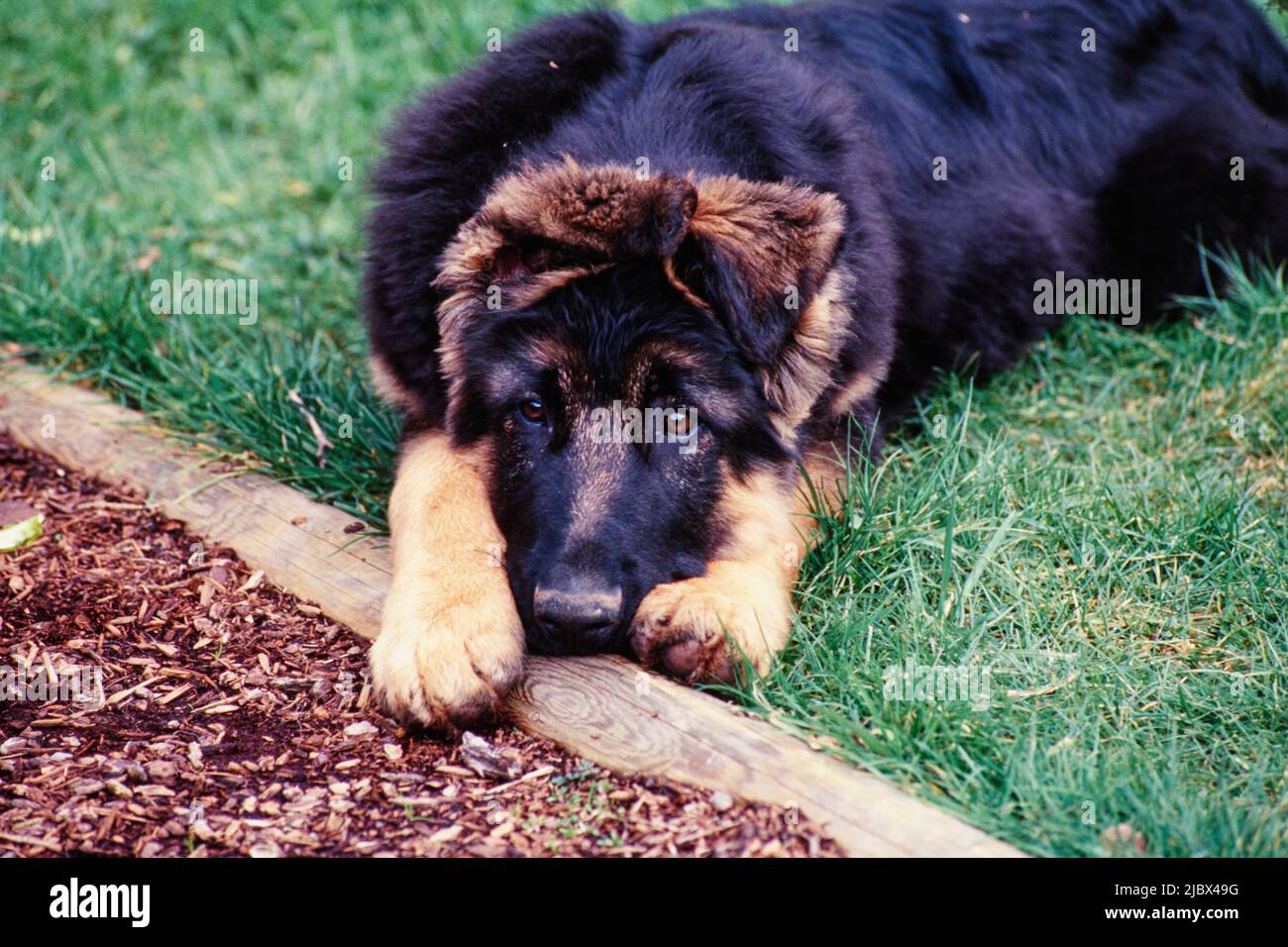 A German shepherd puppy in grass Stock Photo - Alamy