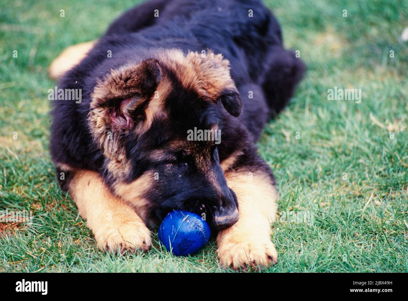 A German shepherd puppy in grass Stock Photo - Alamy