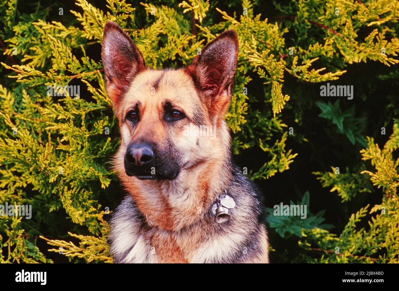 German shepherd close up hi-res stock photography and images - Alamy