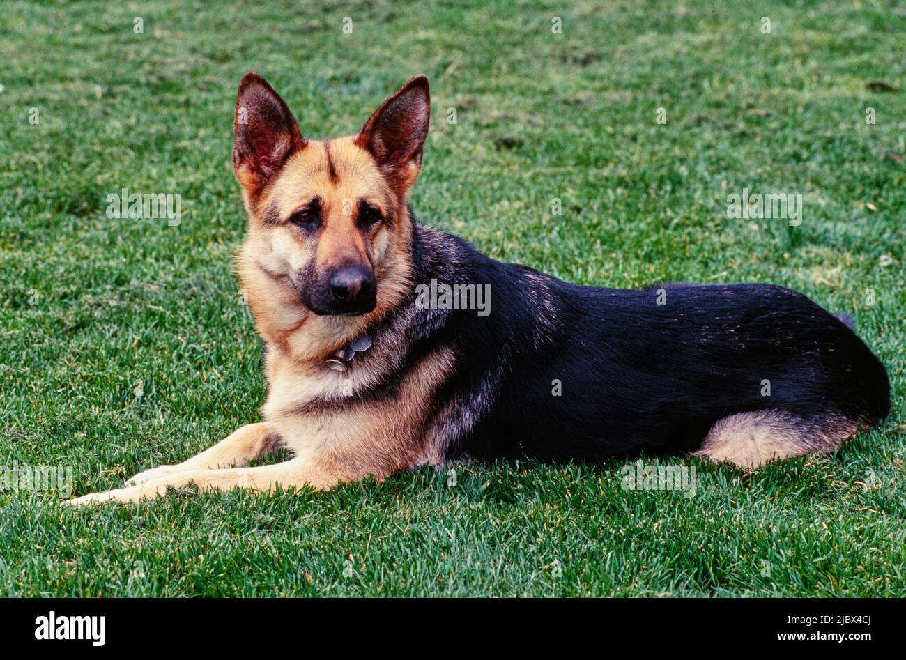 German shepherd in grass Stock Photo - Alamy