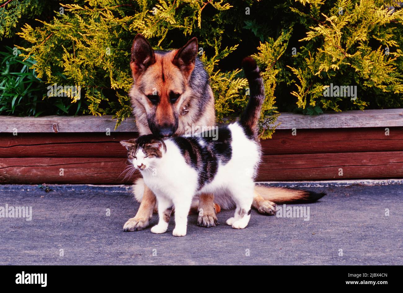 A German shepherd and a cat Stock Photo - Alamy