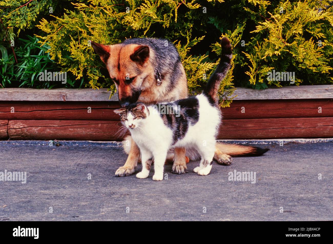 A German shepherd and a cat Stock Photo - Alamy