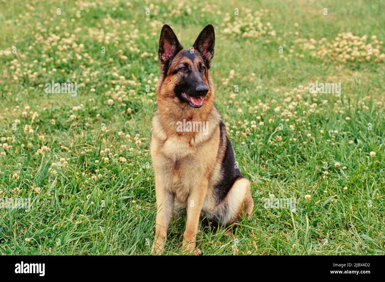 German shepherd in grass hi-res stock photography and images - Alamy