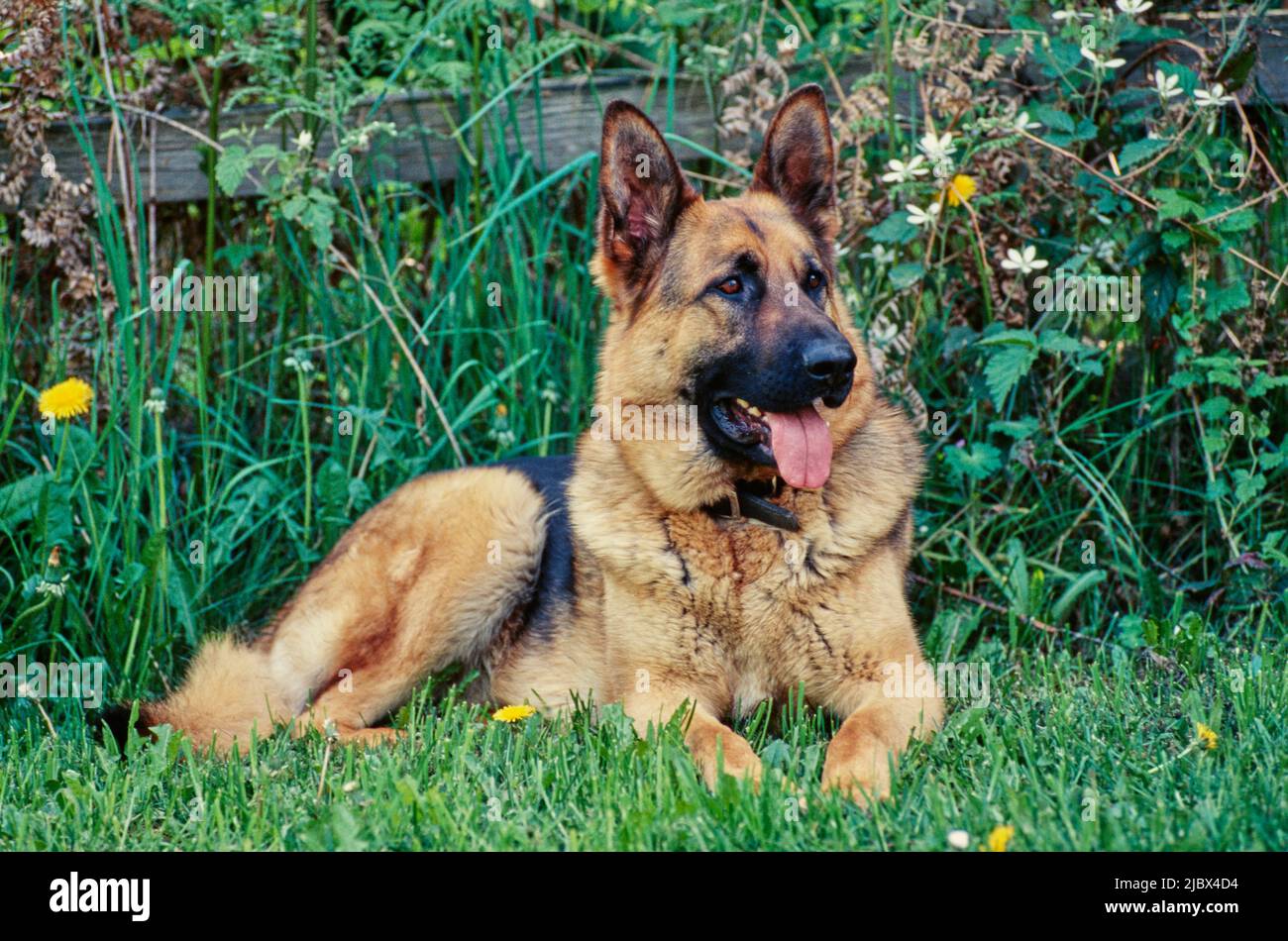 A German Shepherd in grass Stock Photo - Alamy