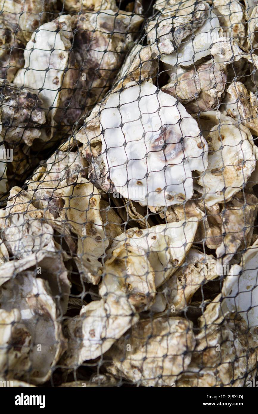Crassostrea gigas shells hi-res stock photography and images - Alamy