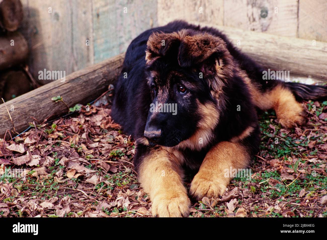 A German Shepherd puppy in mulch Stock Photo - Alamy