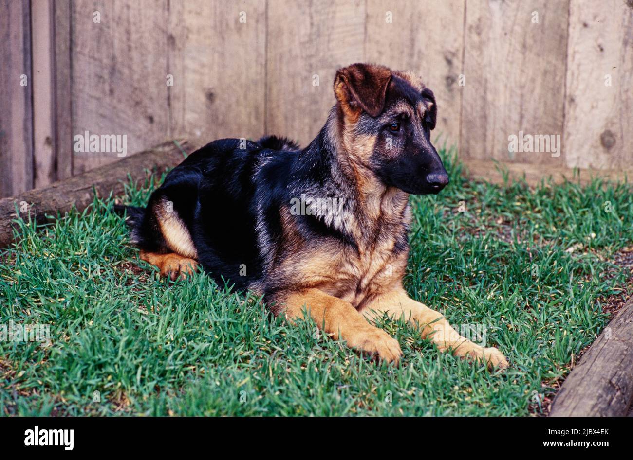 A German shepherd puppy in grass Stock Photo - Alamy