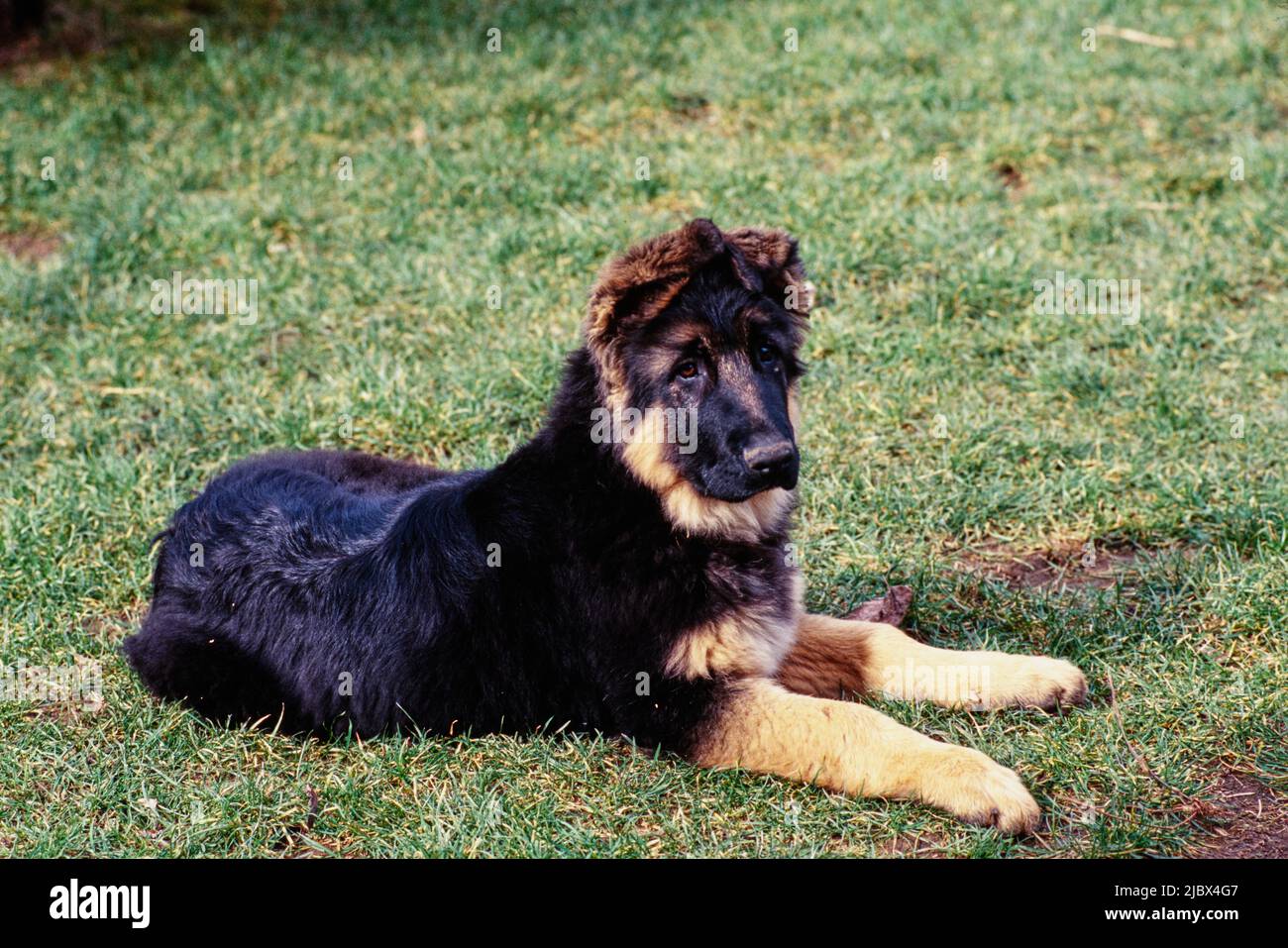 German shepherd puppy in grass hi-res stock photography and images - Alamy