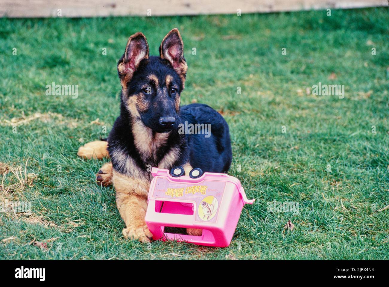 A German shepherd puppy in grass Stock Photo - Alamy
