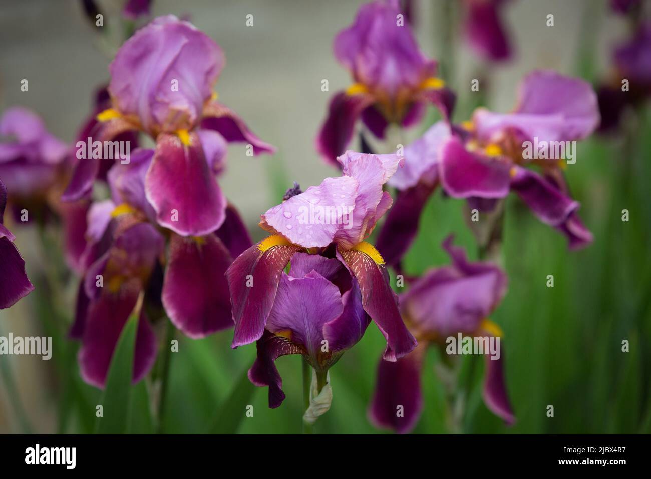 Close-up of purple iris flowers. Lots of irises. Large cultivated ...