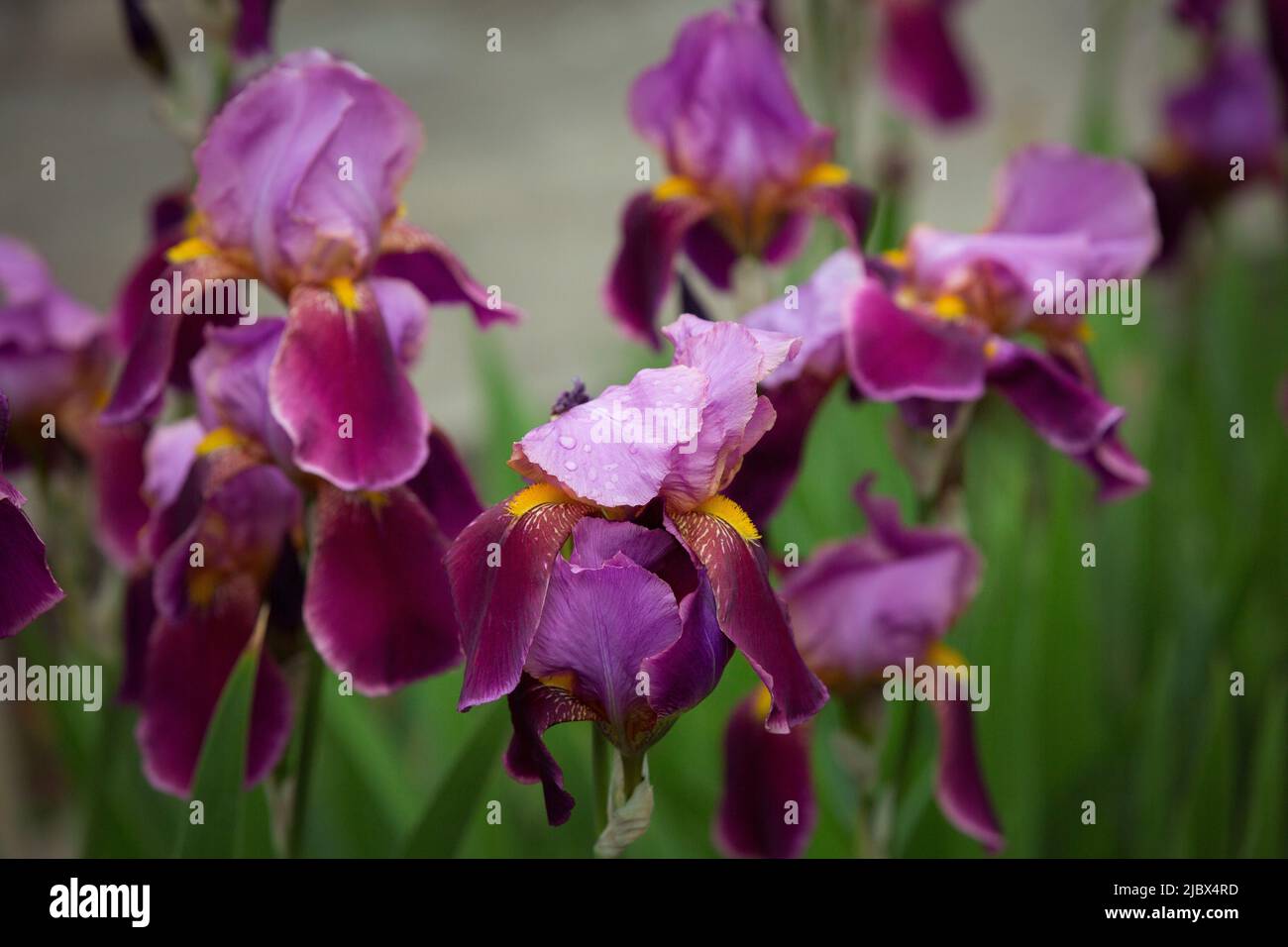 Close-up of purple iris flowers. Lots of irises. Large cultivated ...