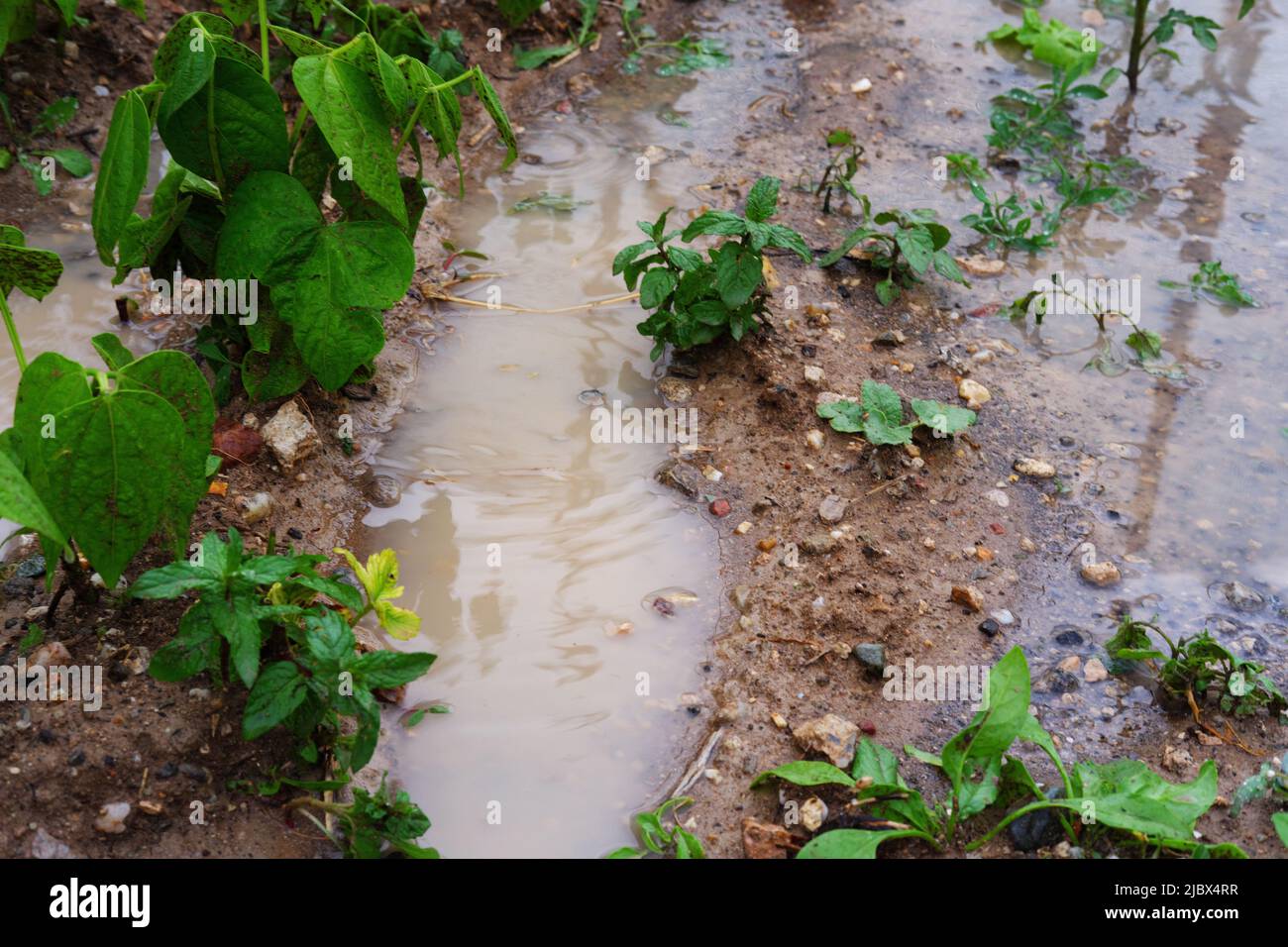 Puddles and mud in farm after heavy rain Stock Photo - Alamy