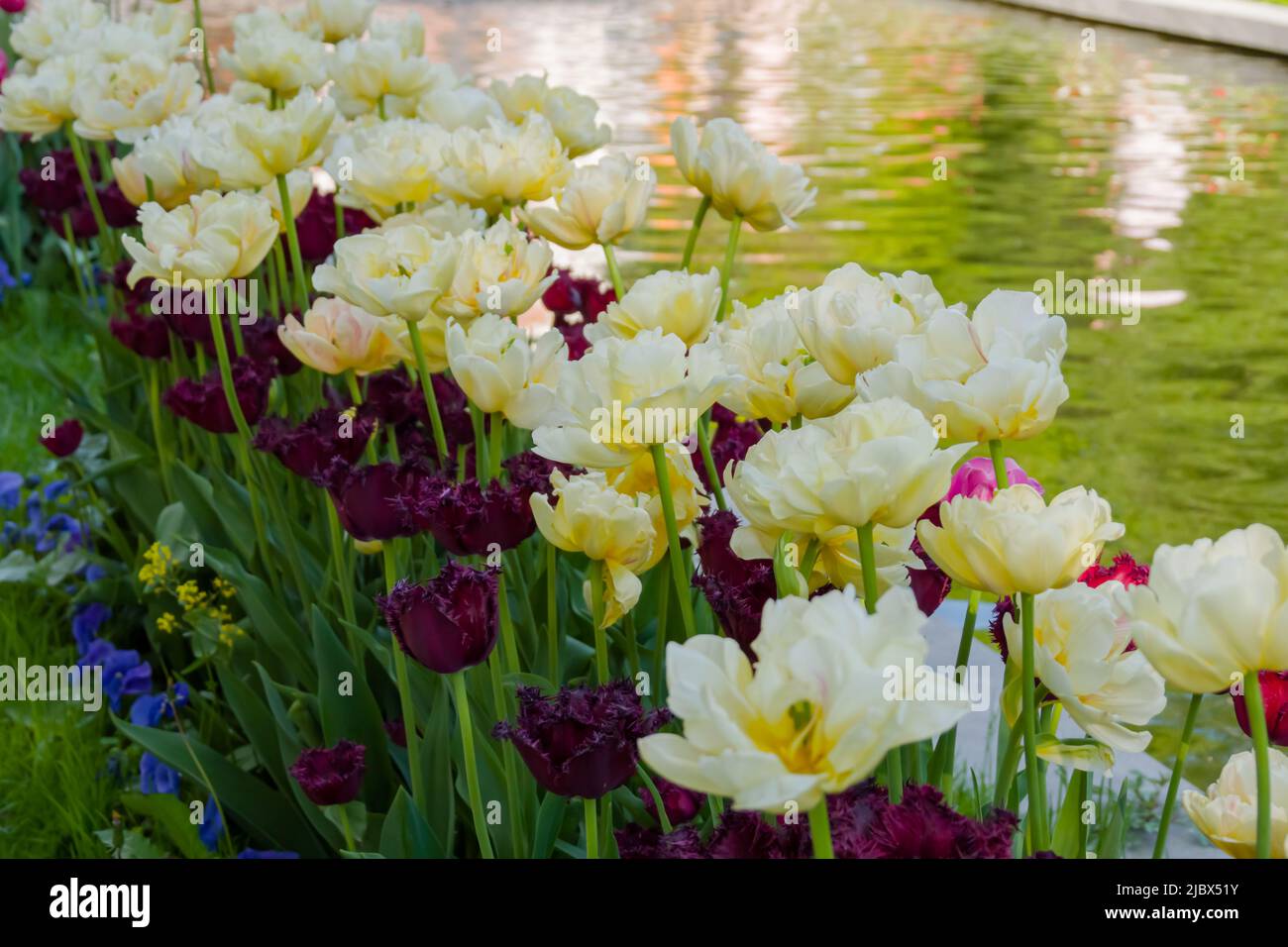 Burgundy tulip gorilla and yellow tulip verona flowers Stock Photo - Alamy