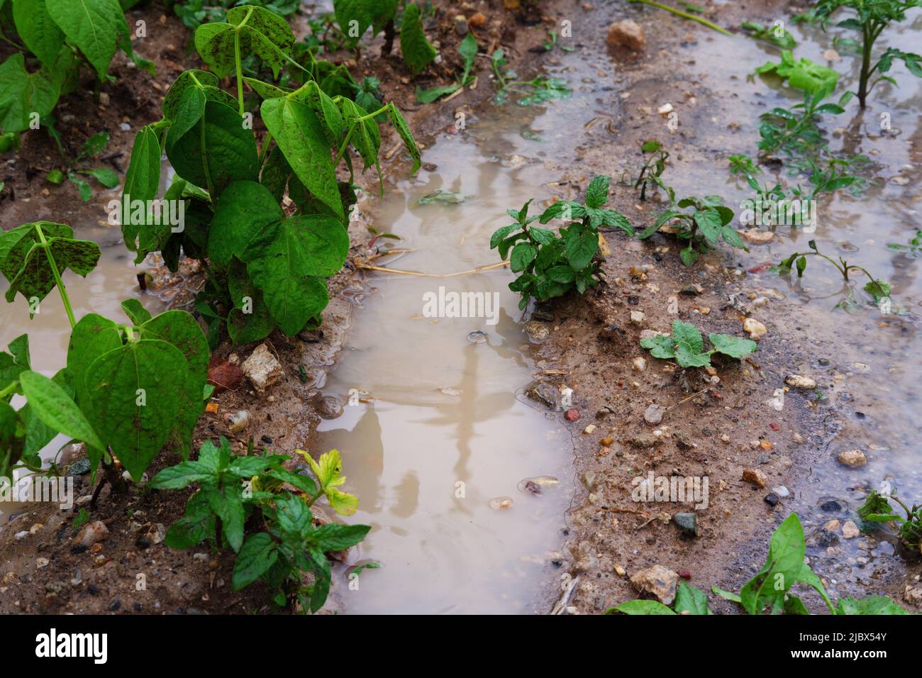 Puddles and mud in farm after heavy rain Stock Photo - Alamy