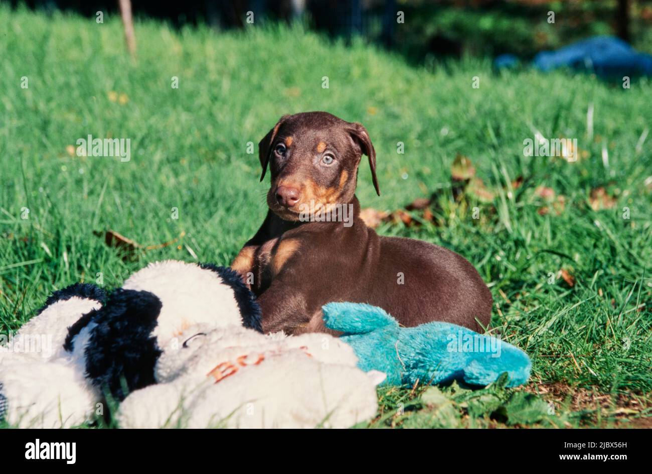 A Doberman puppy laying in grass with stuffed toys Stock Photo - Alamy