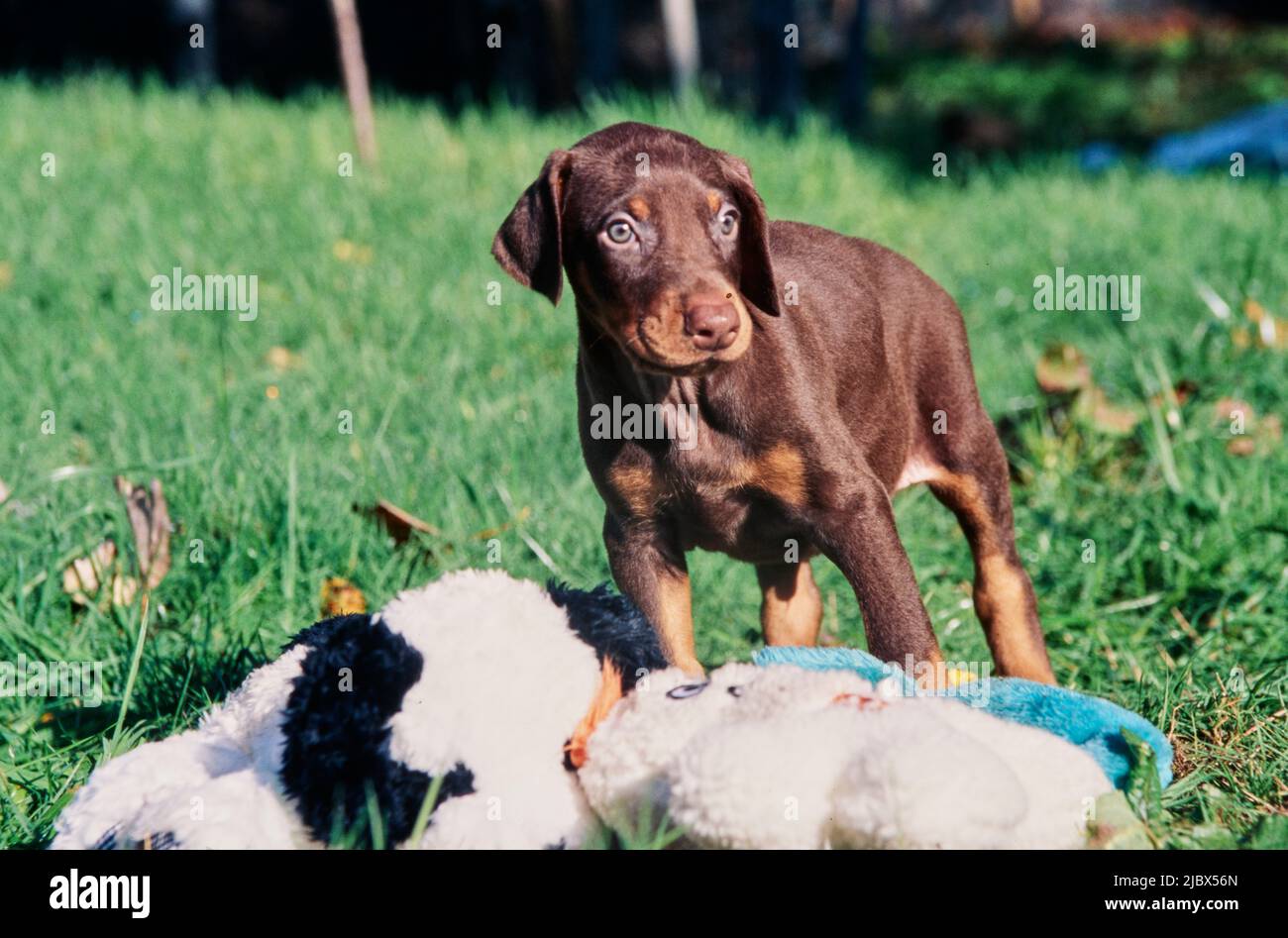 A Doberman puppy standing in grass with stuffed toys Stock Photo - Alamy