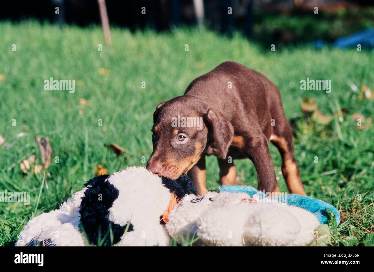 A Doberman puppy standing in grass chewing on stuffed toys Stock Photo ...