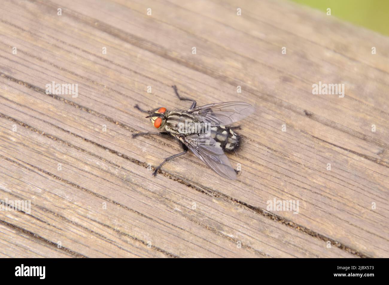 Flesh fly (sarcophaga) on a picnic table at Wolds Way Lavender Farm ...