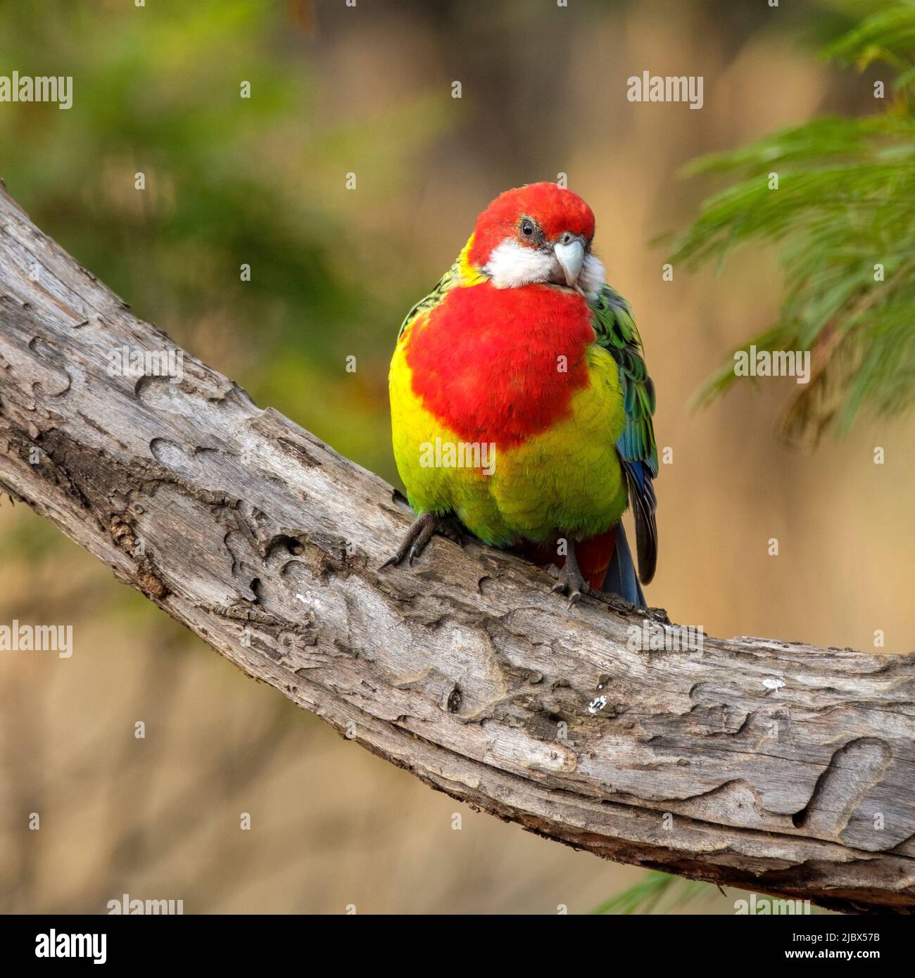 Eastern Rosella - Hobart Stock Photo - Alamy