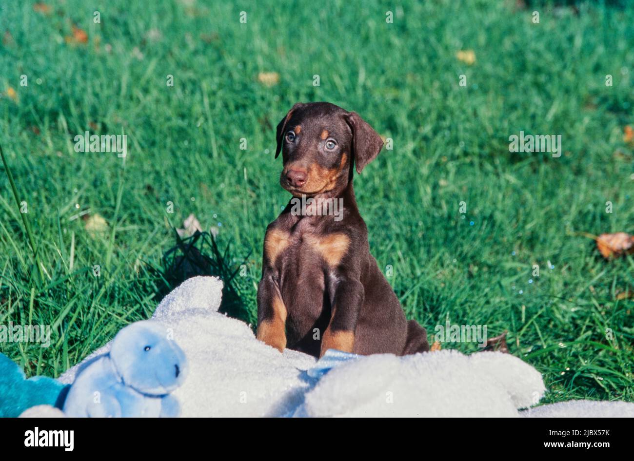 A Doberman puppy sitting in grass with stuffed toys Stock Photo - Alamy