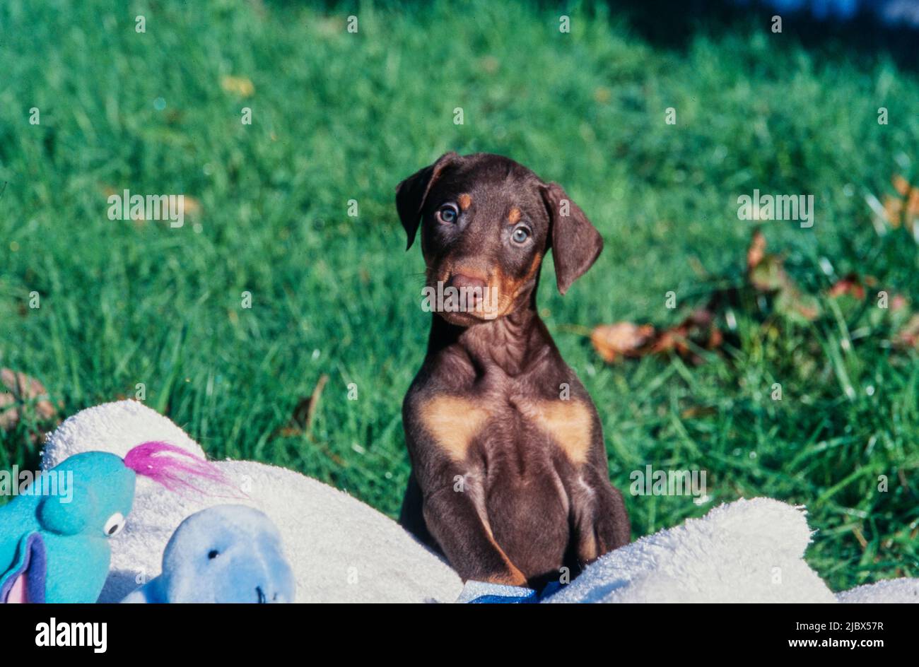 A Doberman puppy sitting in grass with stuffed toys Stock Photo - Alamy