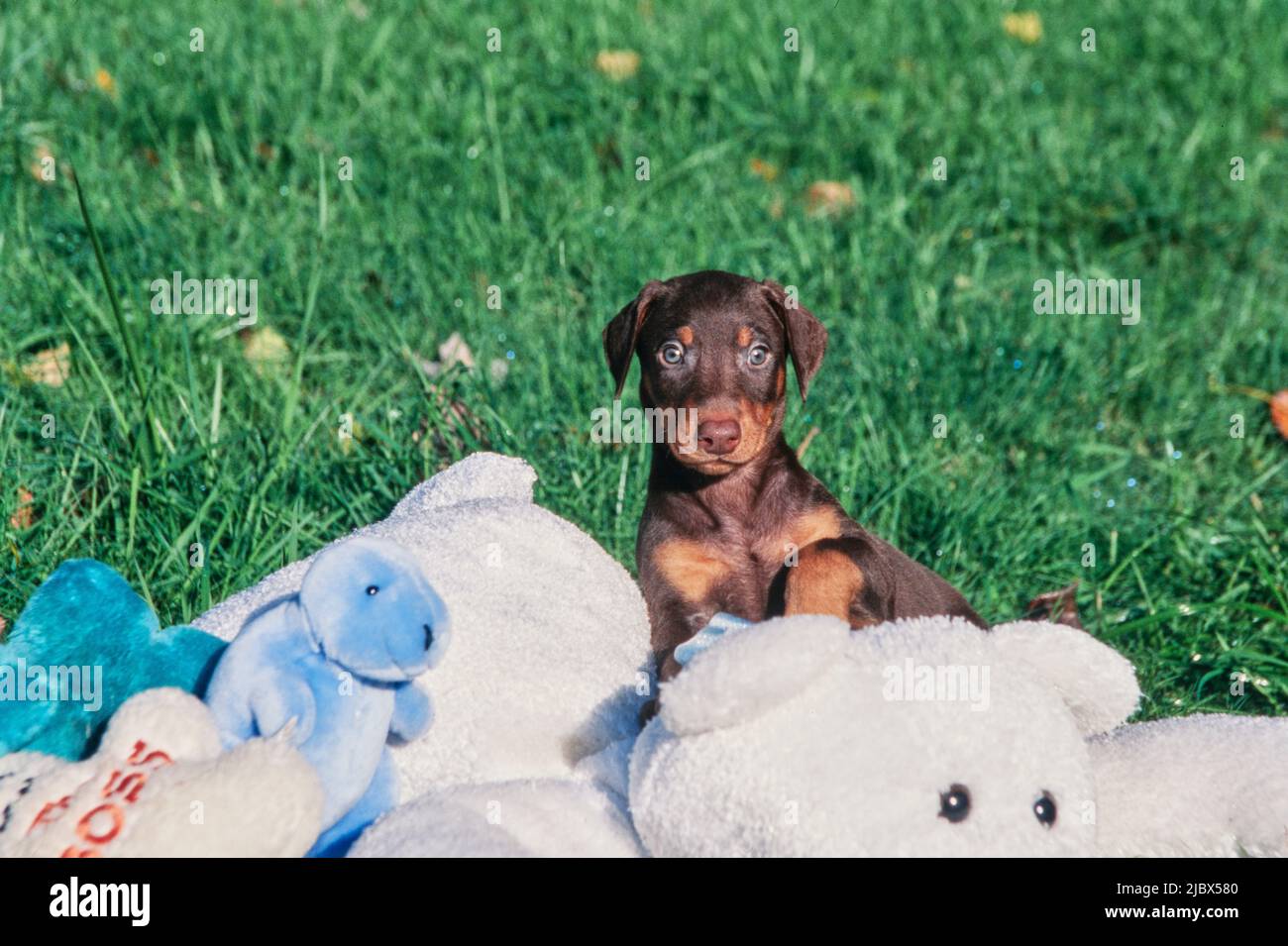 A Doberman puppy sitting in grass with stuffed toys Stock Photo - Alamy