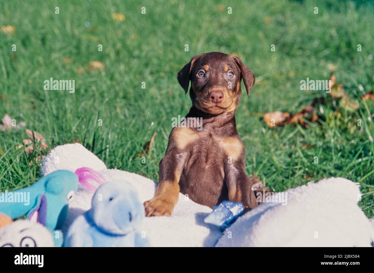 A Doberman puppy sitting in grass with stuffed toys Stock Photo - Alamy