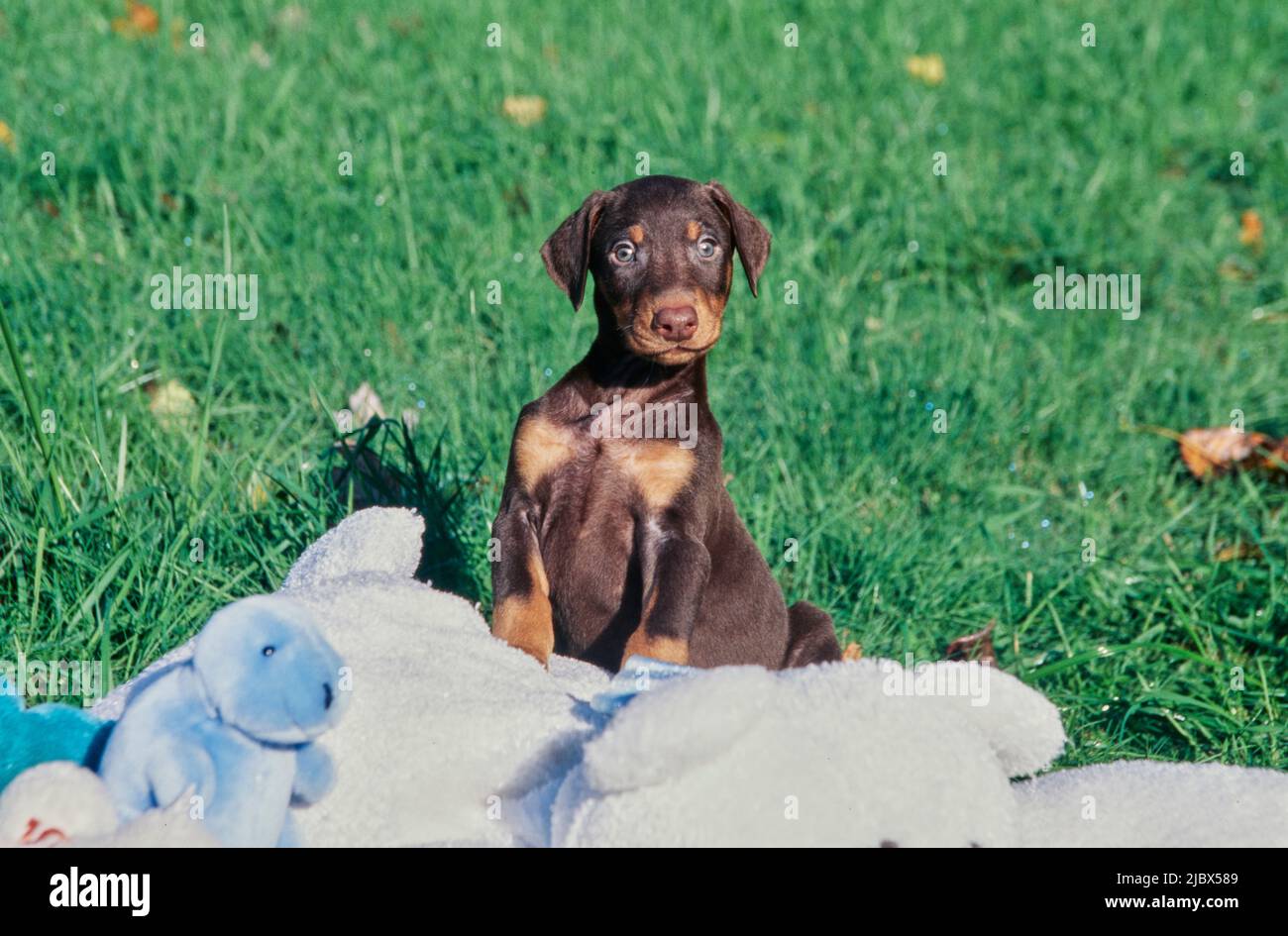 A Doberman puppy sitting in grass with stuffed toys Stock Photo - Alamy